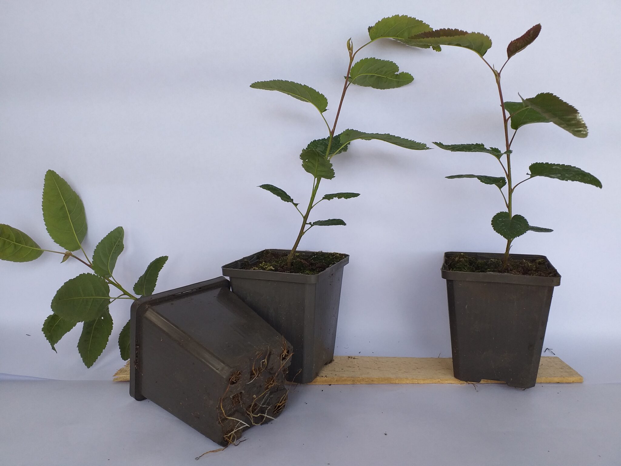 Saskatoon (Afin Canadian) - Soiul Martin - Produse naturale