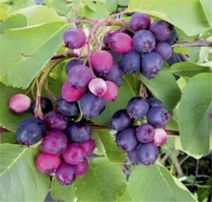 Saskatoon (Afin Canadian) - Soiul Martin - Produse naturale