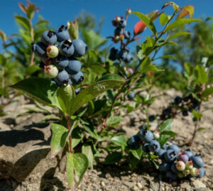 Butasi Afine - sursa de fructe de care ai nevoie pentru un rasfat ...
