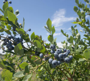 Butasi Afine - sursa de fructe de care ai nevoie pentru un rasfat ...