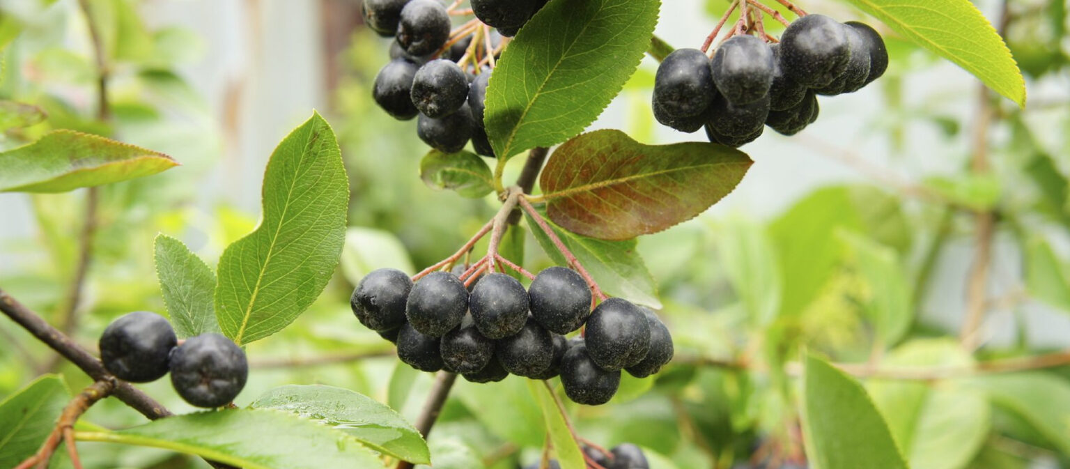 Despre noi - Produse naturale